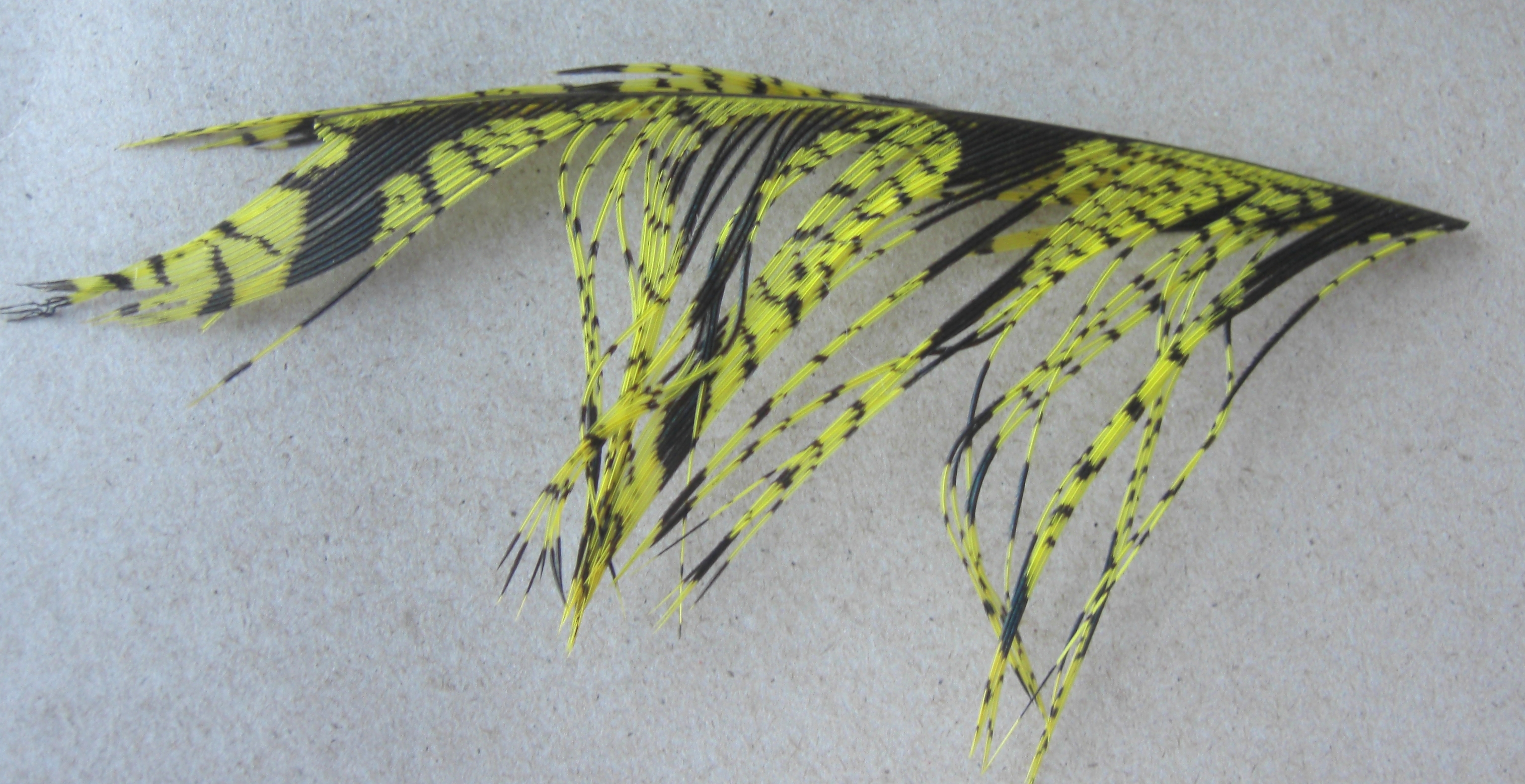 Lady Amherst Center Tail Sections for Tube Flies