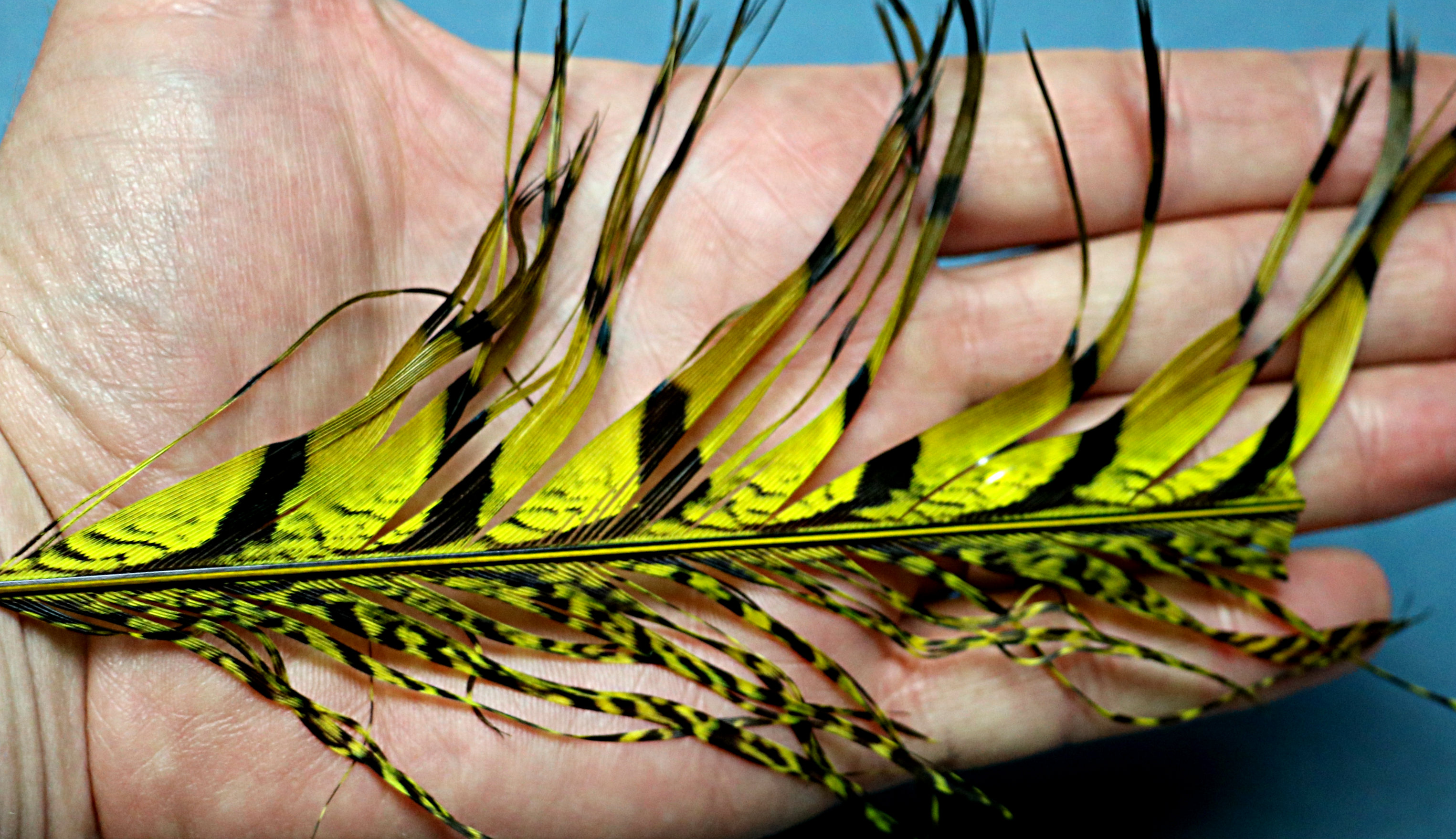 Lady Amherst Side Tail Sections for Tube Flies