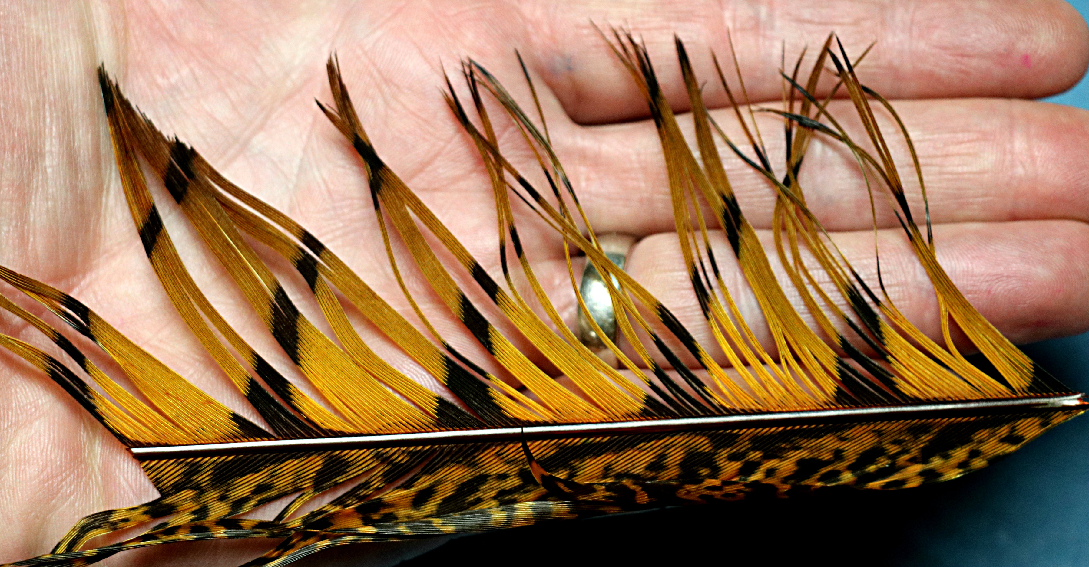 Lady Amherst Side Tail Sections for Tube Flies