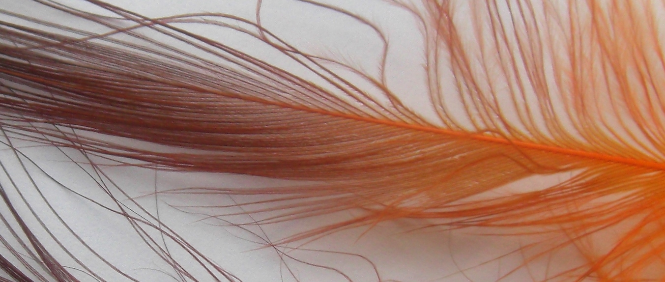 Fly tying Heron Feathers For Spey Flies