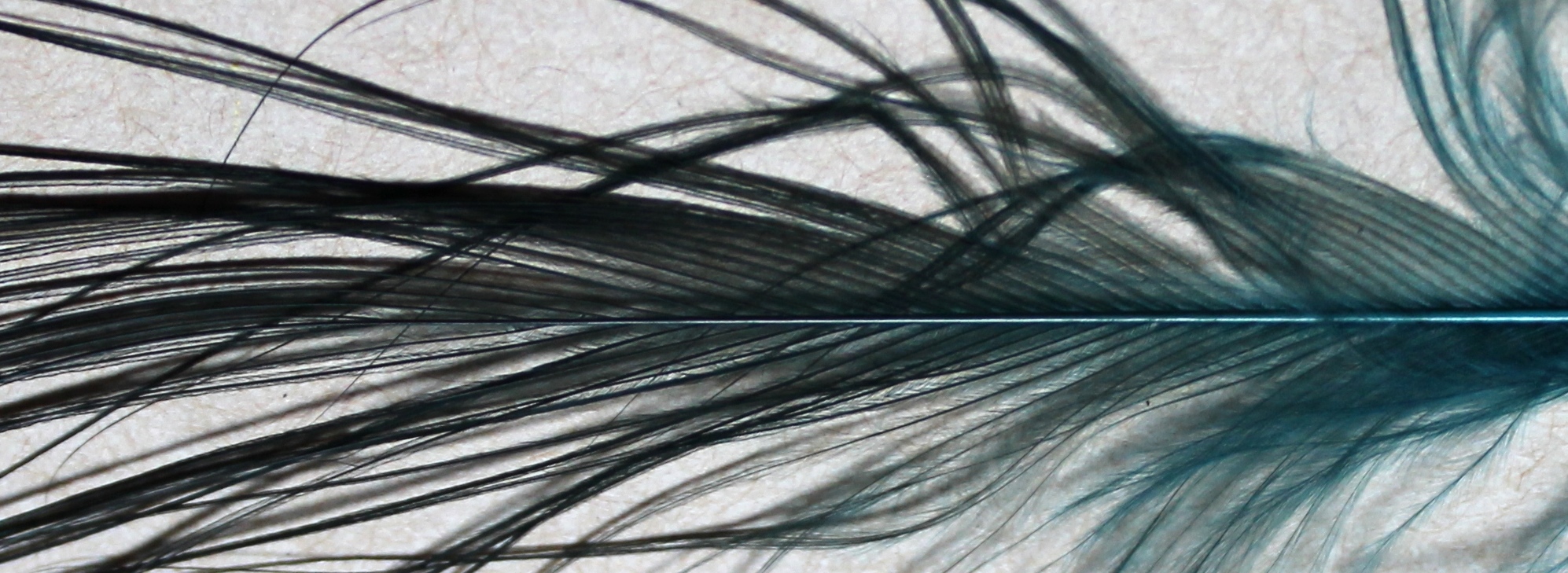 Fly tying Heron Feathers For Spey Flies
