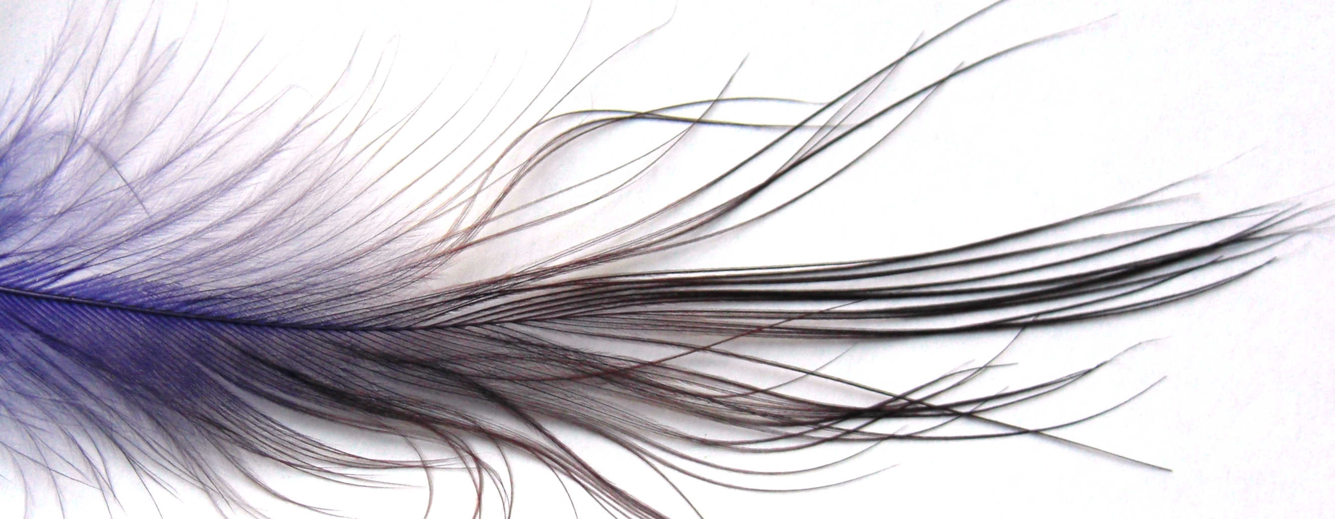 Fly tying Heron Feathers For Spey Flies