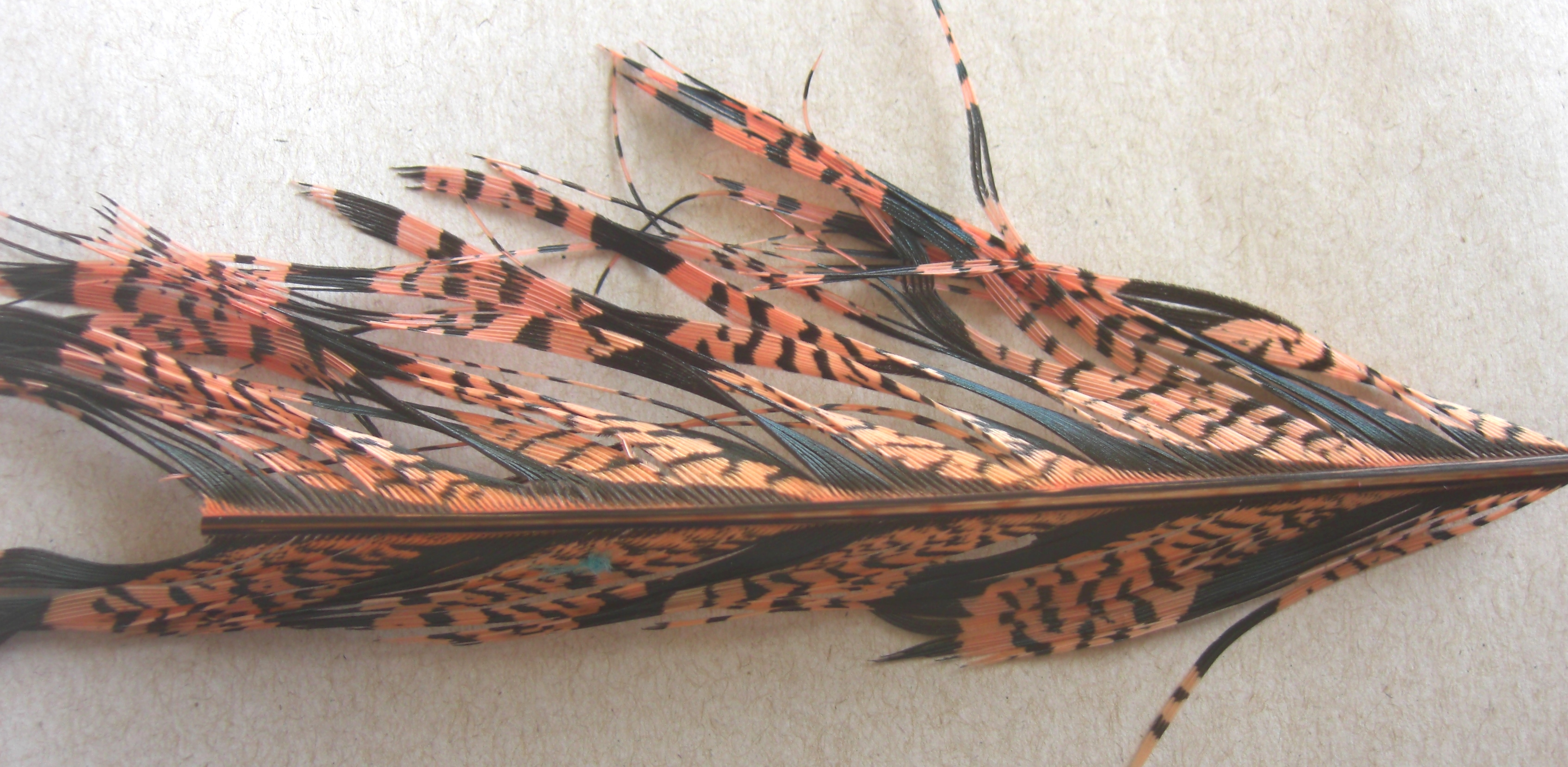 Lady Amherst Center Tail Sections for Tube Flies