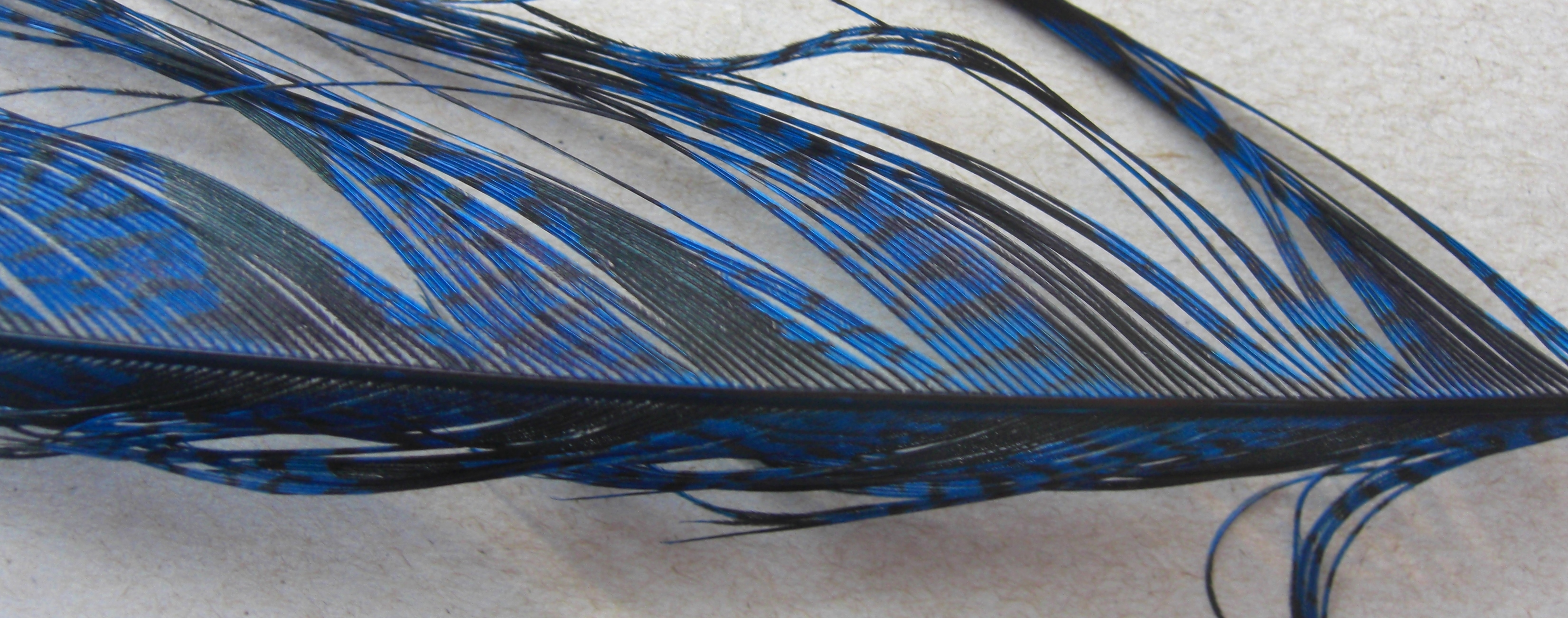 Lady Amherst Center Tail Sections for Tube Flies