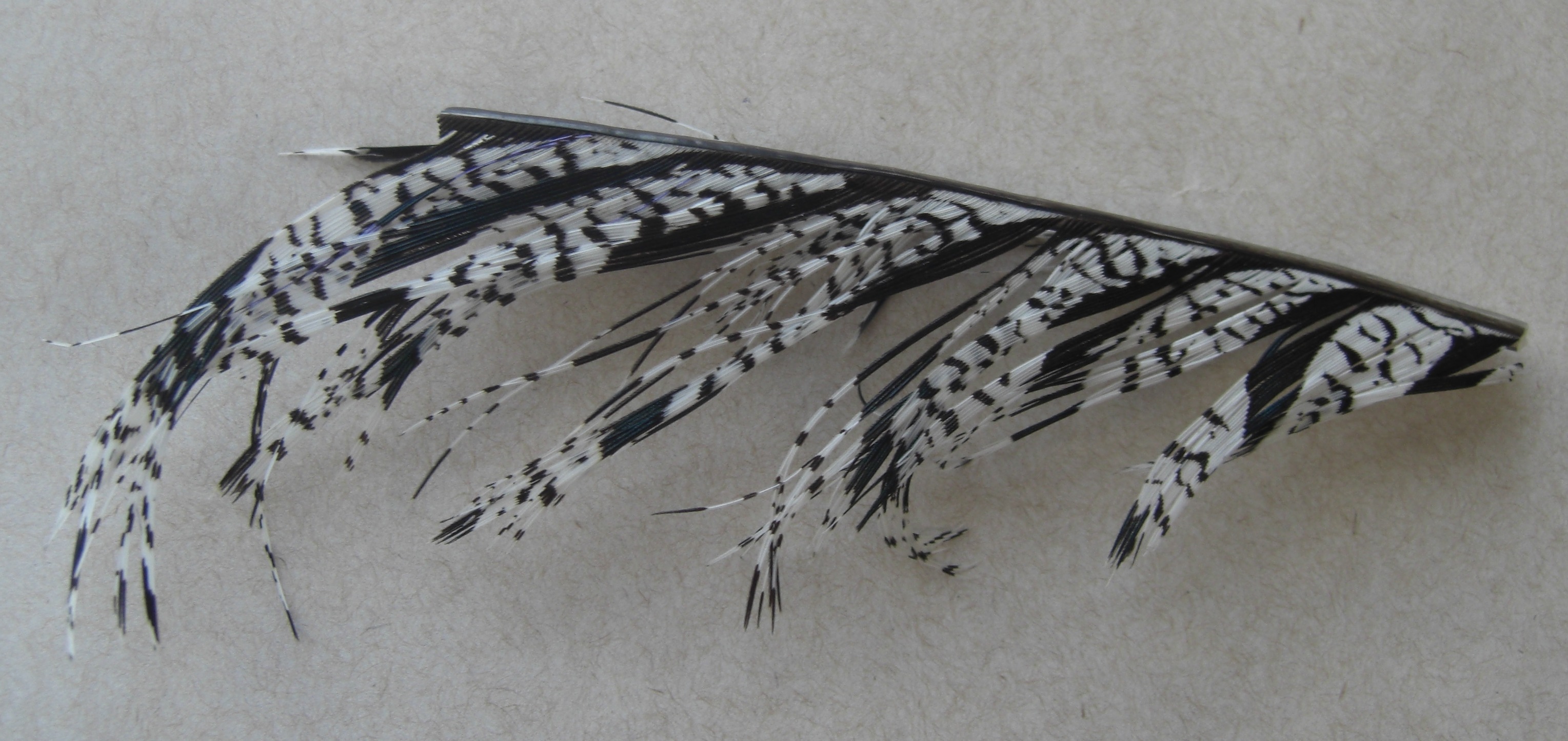 Lady Amherst Center Tail Sections for Tube Flies