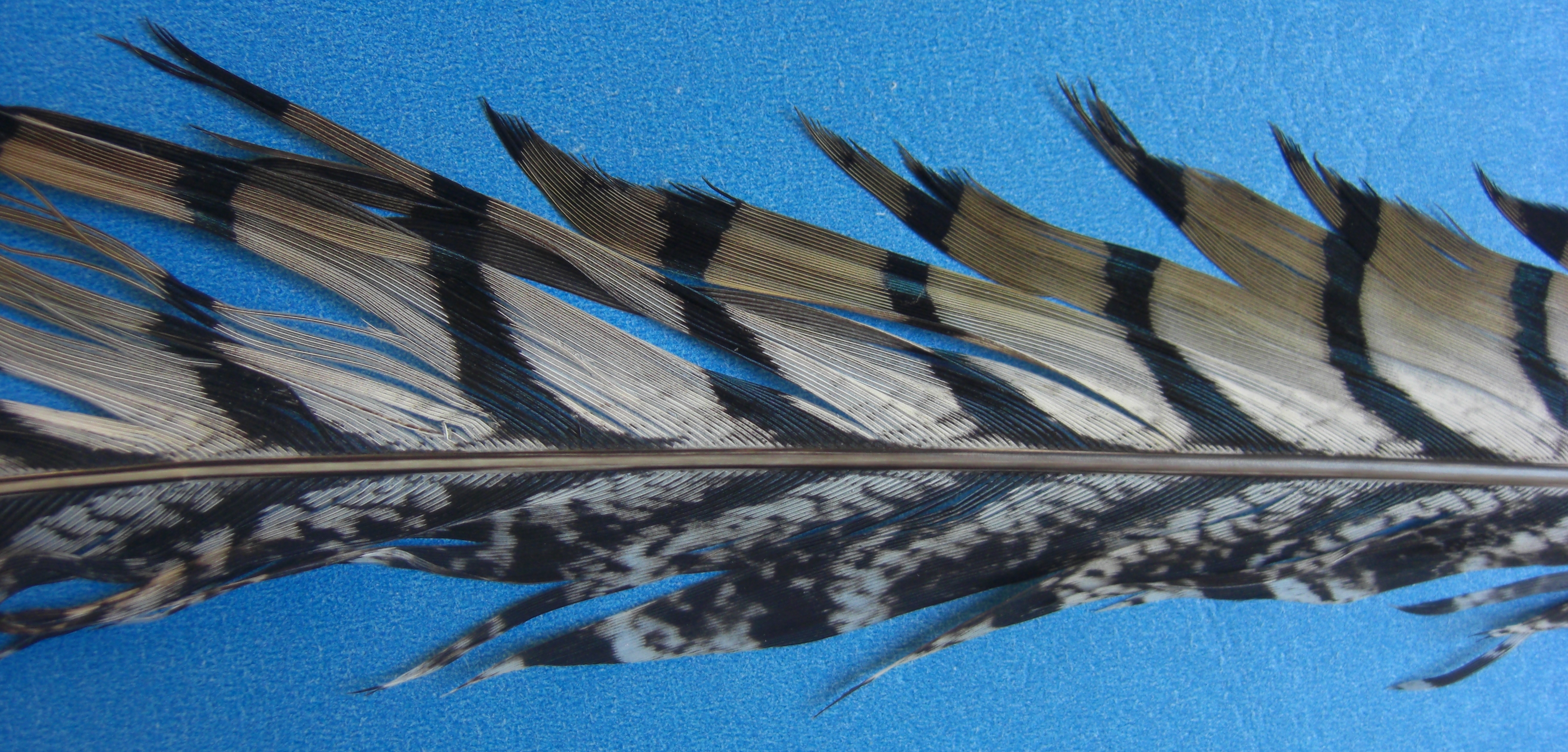 Lady Amherst Side Tail Sections for Tube Flies