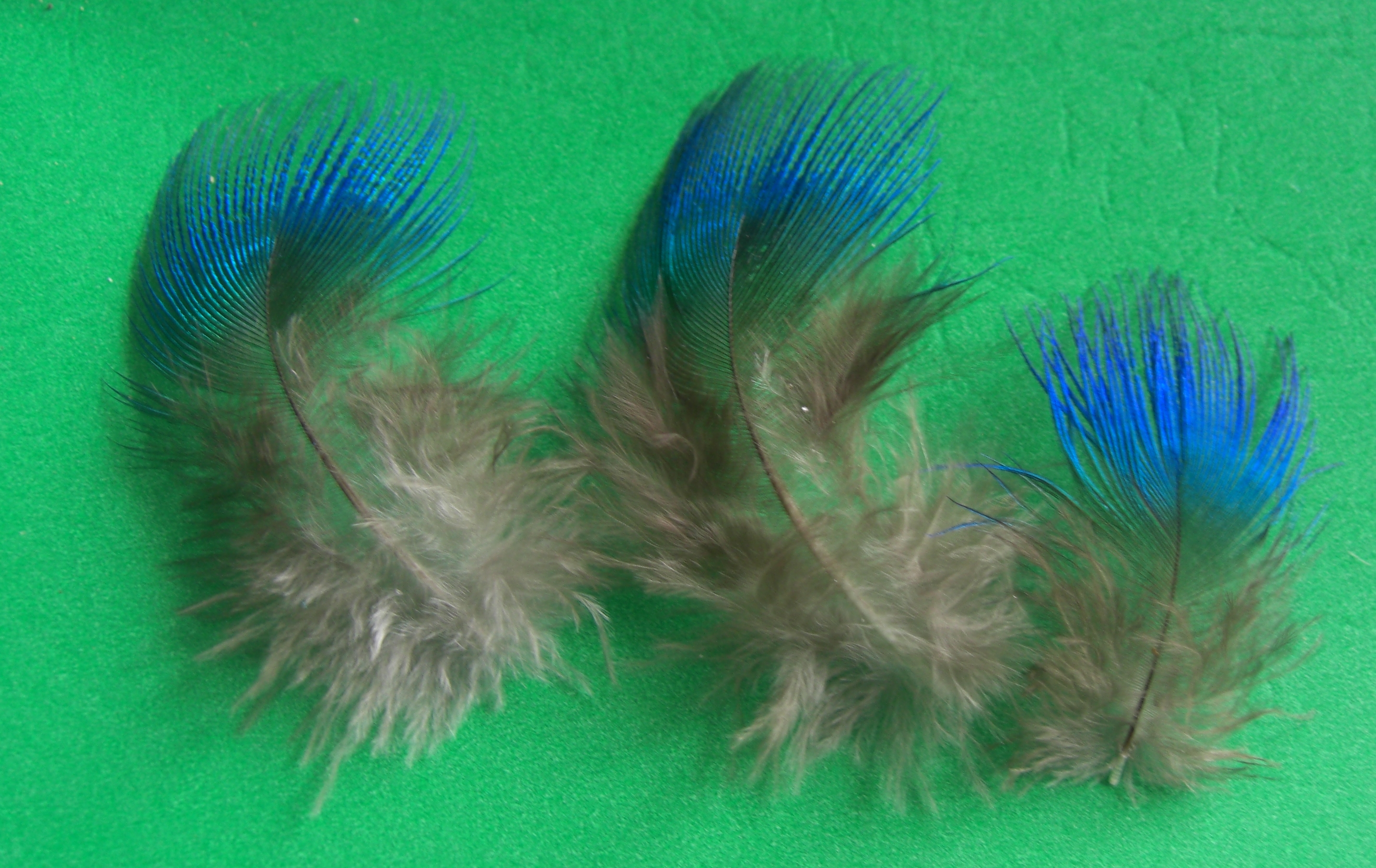 Fly tying peacock feathers