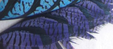 Lady Amherst Center Tail Sections for Tube Flies